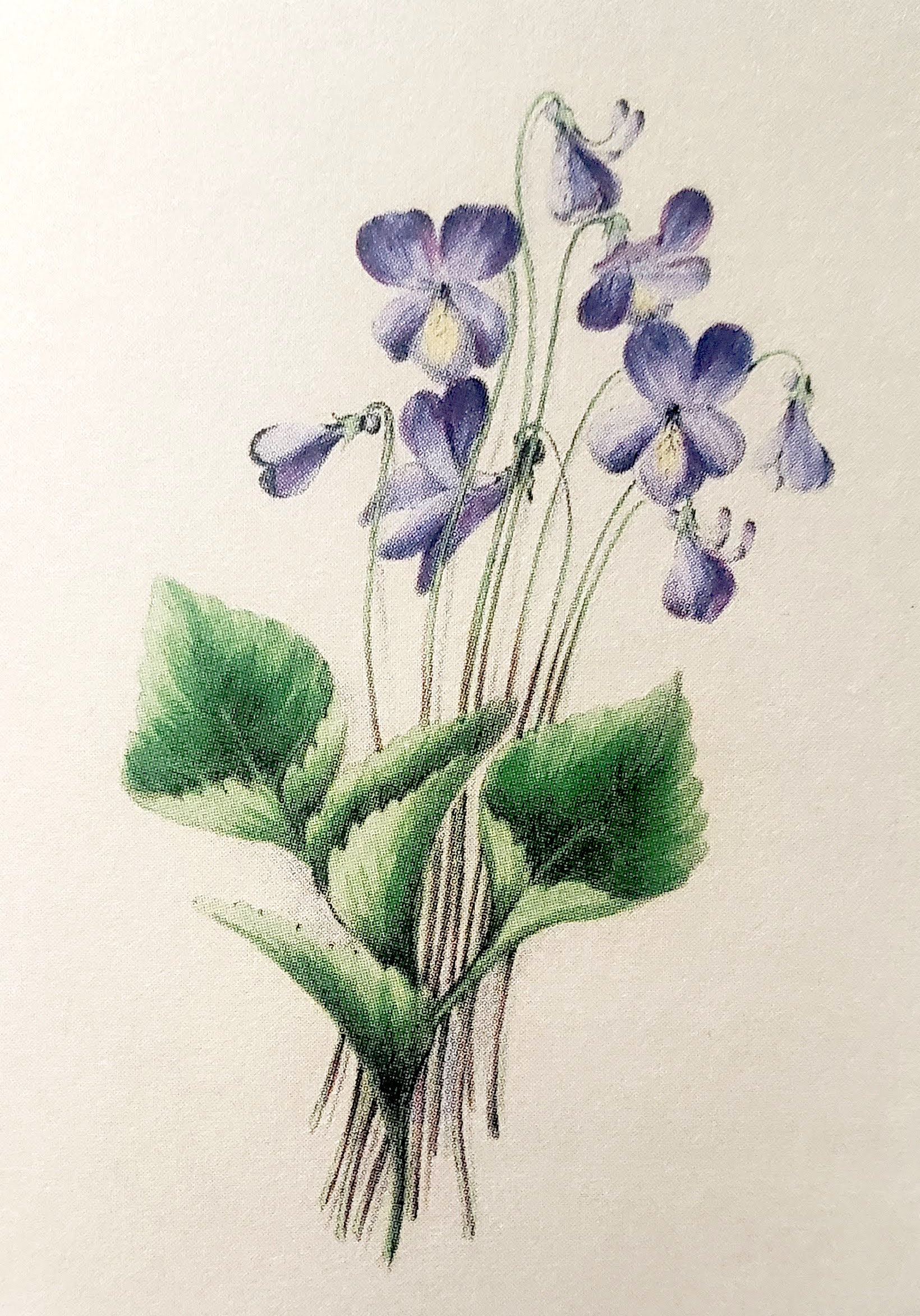 One clover and a bee: Emily Dickinson’s Gardening Life by Marta ...