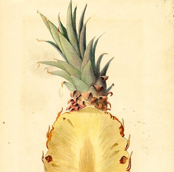 5 Pineapple Perfumes (…With a Twist) – PERFUME PROFESSOR